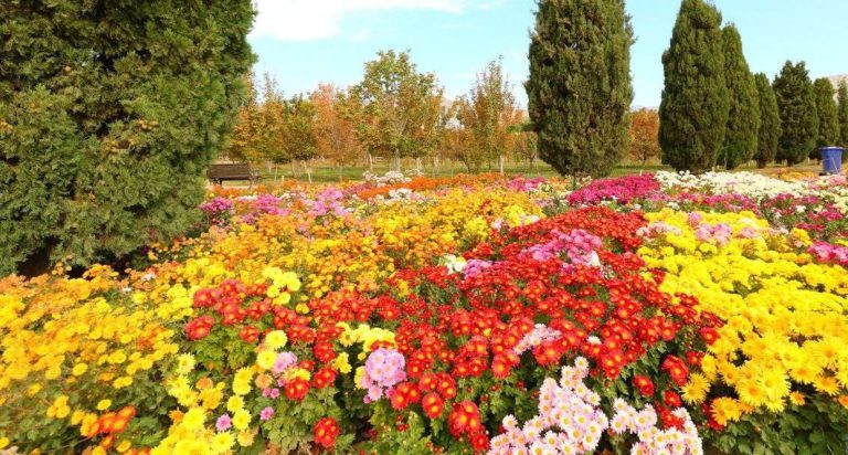 Persian Flower Names and Their Cultural Significance