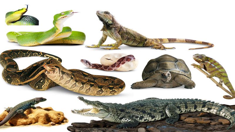Animals Vocabulary in Persian